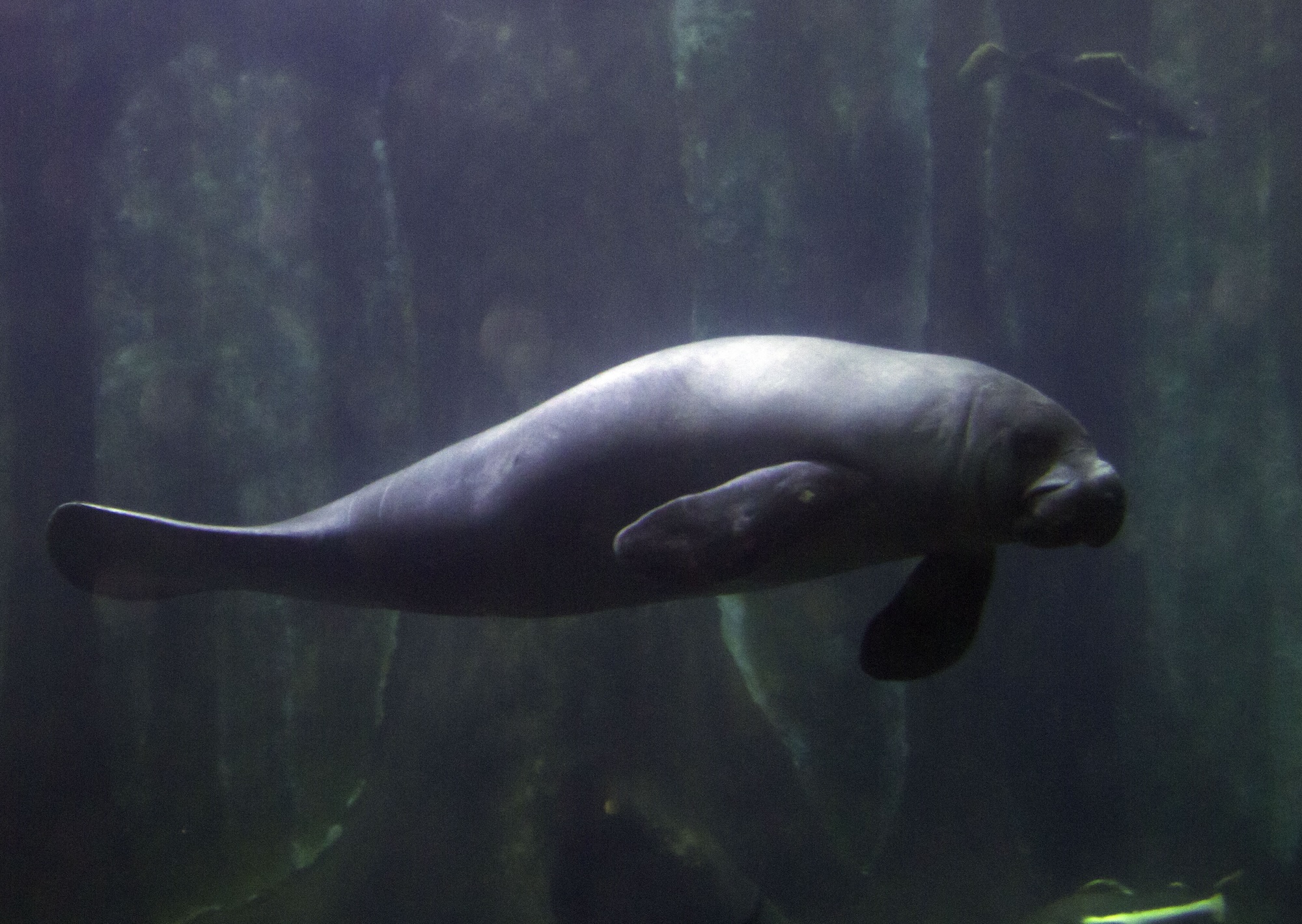 The ecological significance of the Amazonian manatee | One Earth